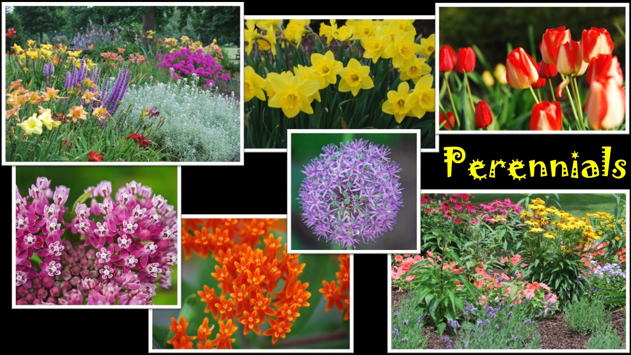 Decoding Perennials: Your Friendly Guide